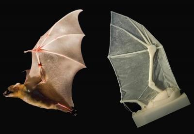 Bat Meets Robat [IMAGE] | EurekAlert! Science News Releases