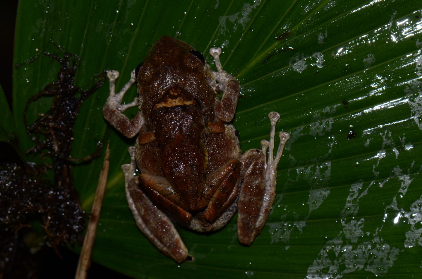 Mating Prometeo Rain Frogs [IMAGE] | EurekAlert! Science News Releases