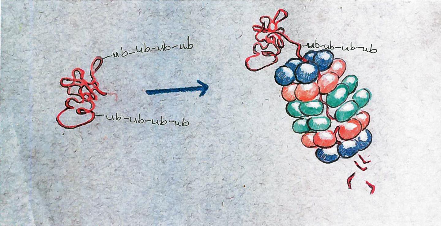 Garbage Disposal [IMAGE] | EurekAlert! Science News Releases