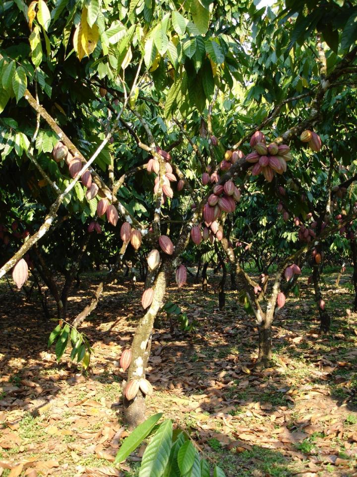 Cacao Trees [IMAGE] | EurekAlert! Science News Releases