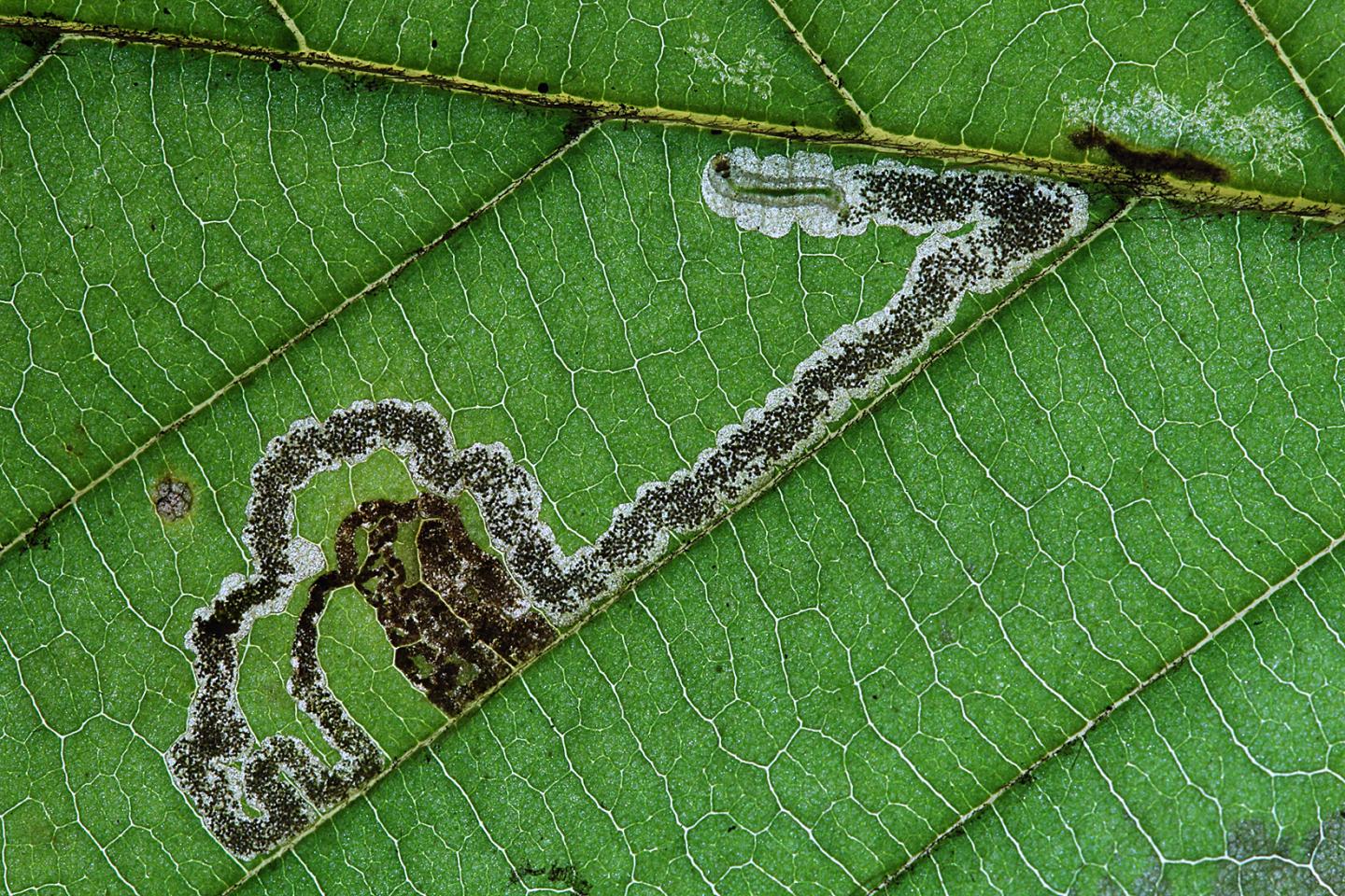 Larva o [IMAGE] | EurekAlert! Science News Releases