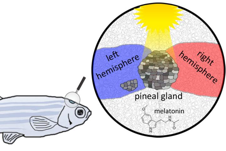 Shining New Light on the Pinea [IMAGE] | EurekAlert! Science News Releases