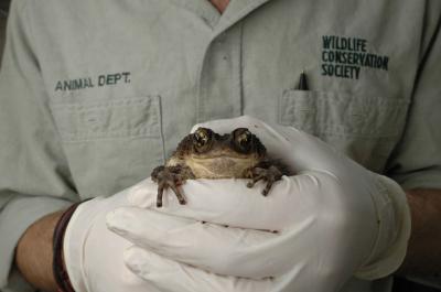 Puerto Rican Crested Toad [IMAGE] | EurekAlert! Science News Releases