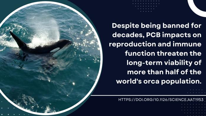 PCBs in Orcas [IMAGE] | EurekAlert! Science News Releases