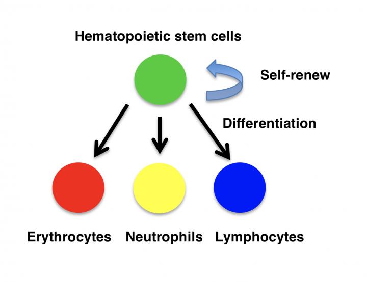 Fig.2. Differentiation of HSCs [IMAGE] | EurekAlert! Science News Releases