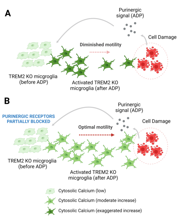 UCI-led study reveals how TREM2 gene mutation | EurekAlert!