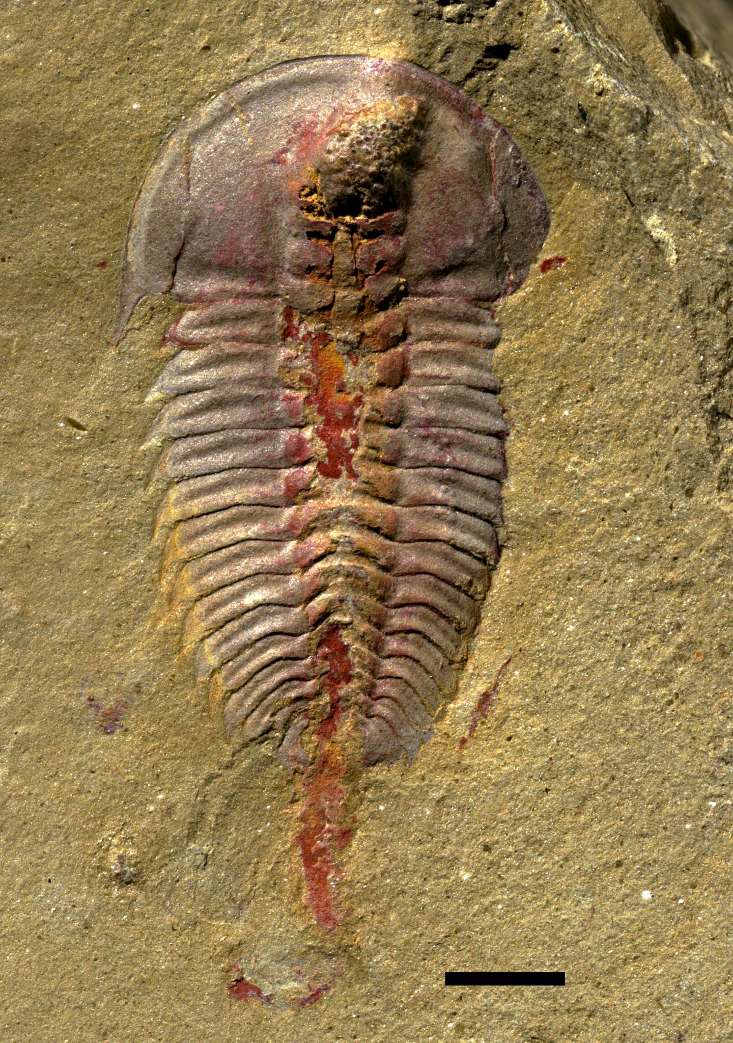 Trilobite with Crop [IMAGE] | EurekAlert! Science News Releases