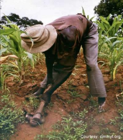 Hoeing African Crops [IMAGE] | EurekAlert! Science News Releases