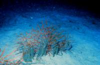 Branching Coral | EurekAlert!