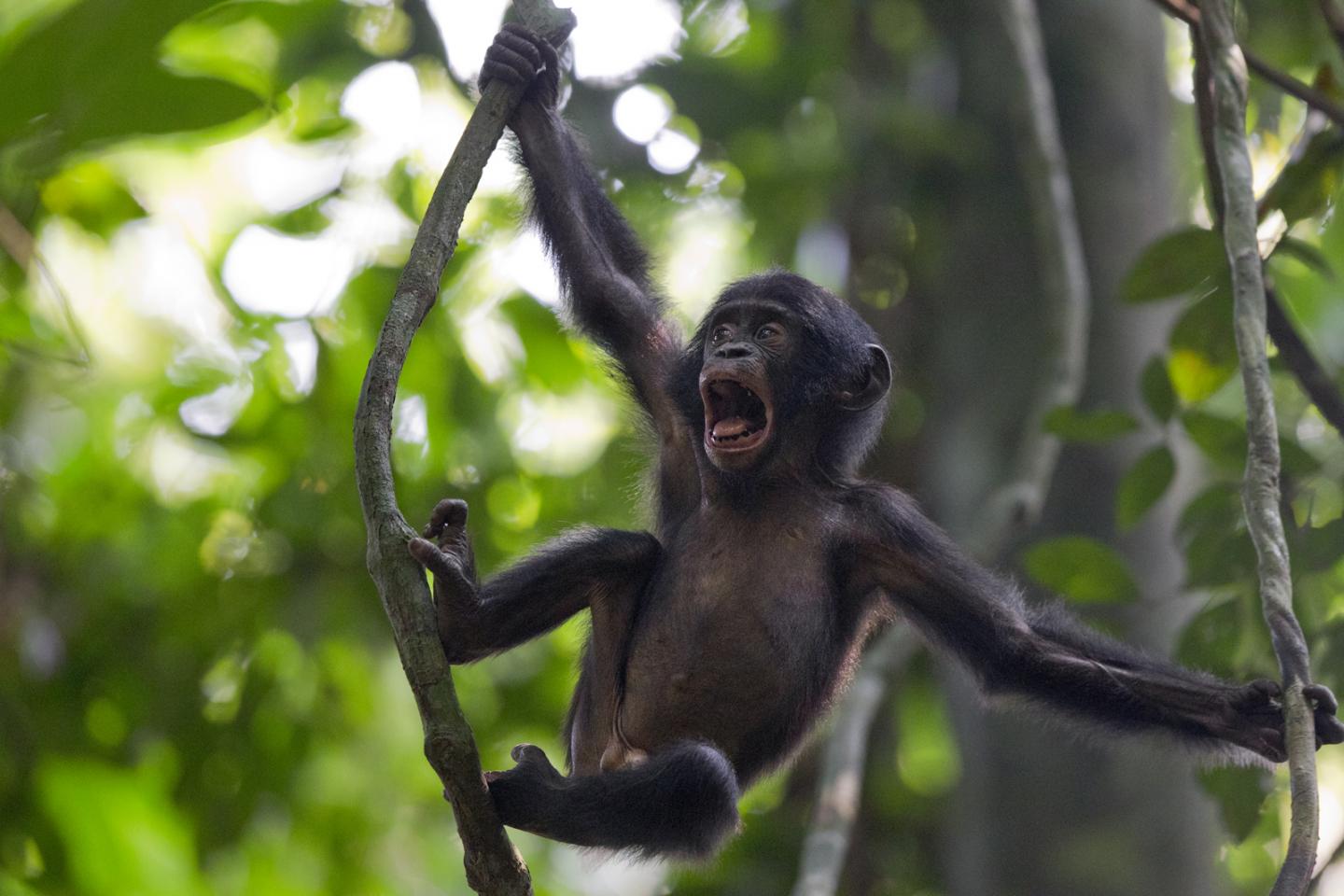 Young Bonobo [IMAGE] | EurekAlert! Science News Releases