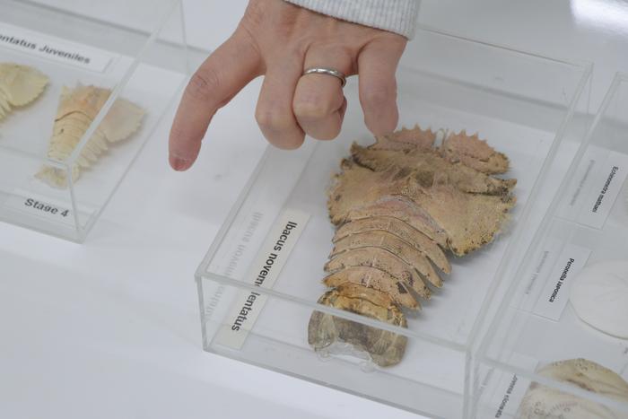 Preserved adult slipper lobste [IMAGE] | EurekAlert! Science News Releases