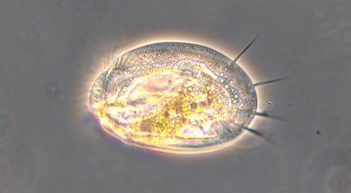 Microbes Offer a Glimpse into [IMAGE] | EurekAlert! Science News Releases