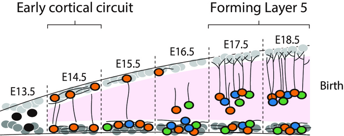 Embryonic Circuit Development [IMAGE] | EurekAlert! Science News Releases