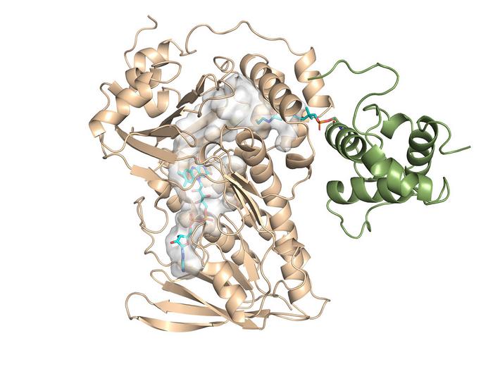 Supercomputing the secrets inside cattle anti | EurekAlert!