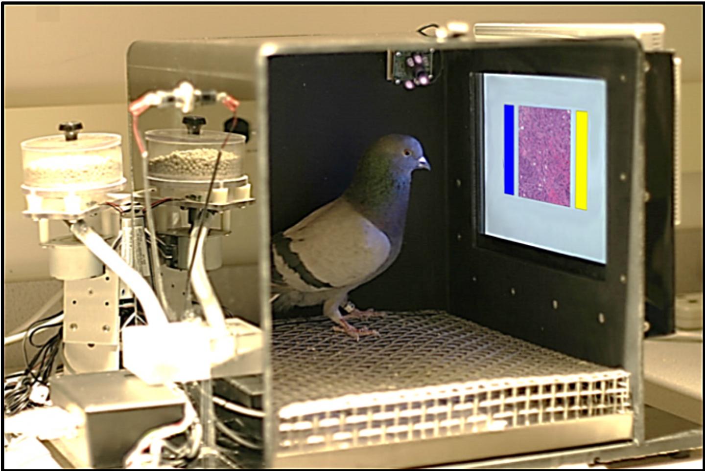 Common pigeon: Not just a bird brain, but a b | EurekAlert!