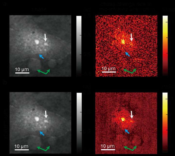 ADRIFT-QPI Images of a Live CO [IMAGE] | EurekAlert! Science News Releases