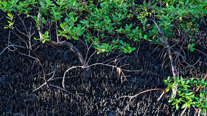 Mangroves [IMAGE] | EurekAlert! Science News Releases