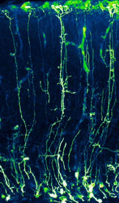 Migration of neurons [IMAGE] | EurekAlert! Science News Releases