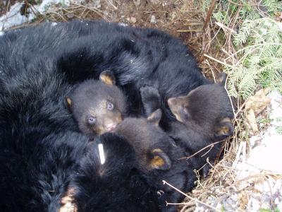 Fast asleep to wide awake -- hibernating bear | EurekAlert!