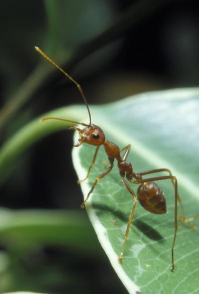 Aggressive Weaver Ants [IMAGE] | EurekAlert! Science News Releases