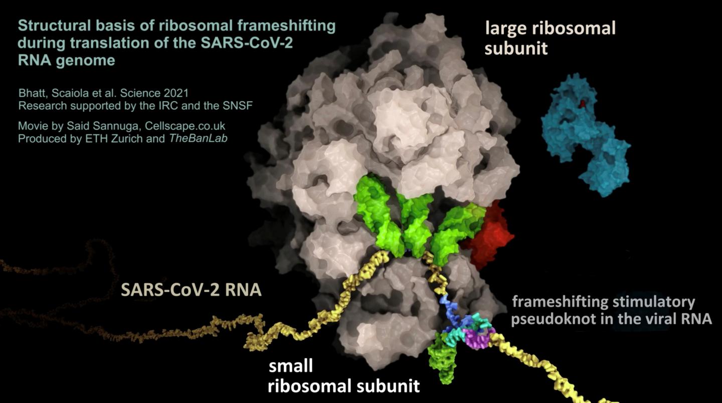 RNA of the SARS-CoV-2 Virus (g [IMAGE] | EurekAlert! Science News Releases