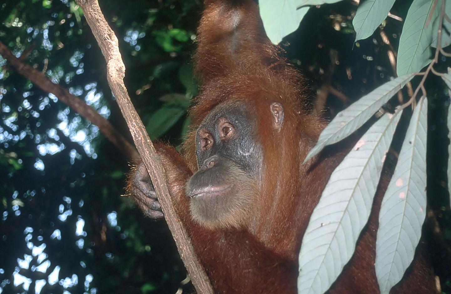 Sumatran Orangutan Population is Up, But Thre | EurekAlert!