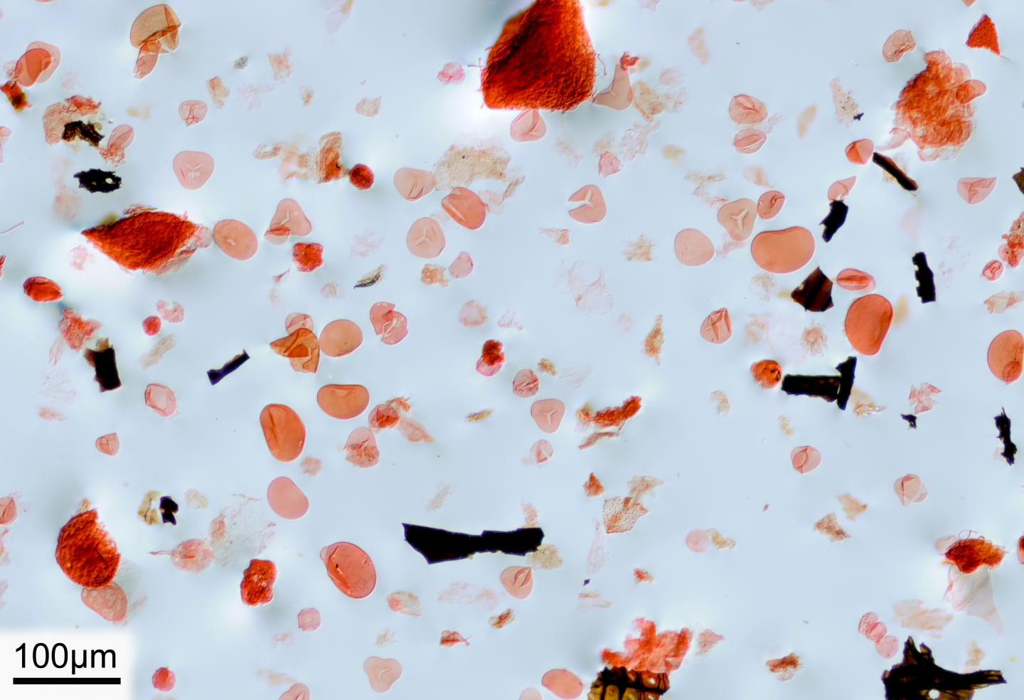 Fern Spike [IMAGE] | EurekAlert! Science News Releases