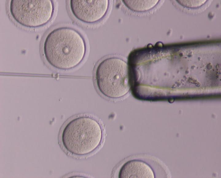 Egg Microinjection [IMAGE] | EurekAlert! Science News Releases