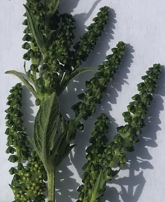 Pollen production could impact climate change | EurekAlert!