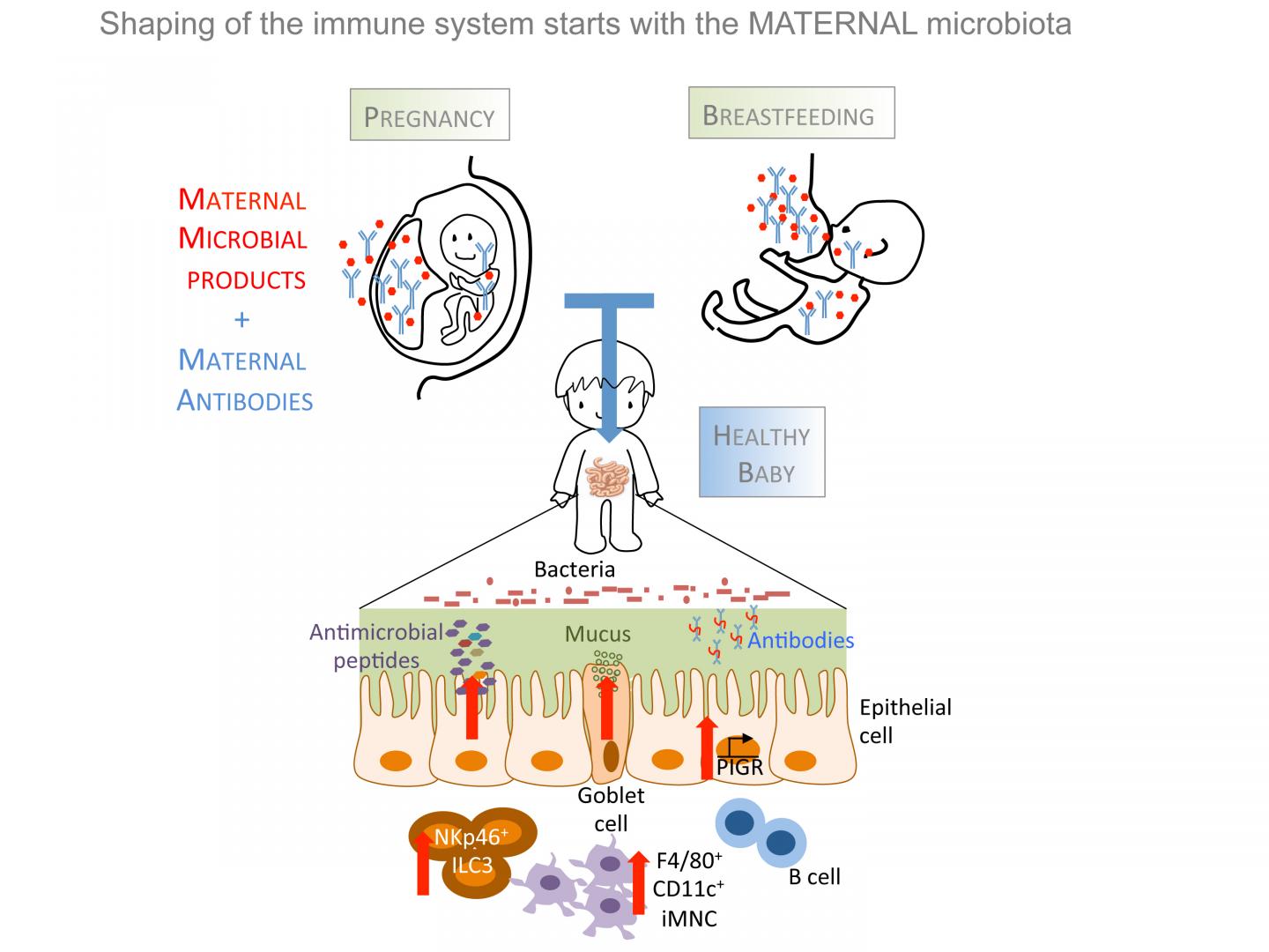 Mom's microbes influence her offspring's immu | EurekAlert!