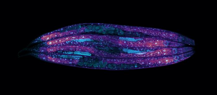 Worms under a powerful microsc [IMAGE] | EurekAlert! Science News Releases