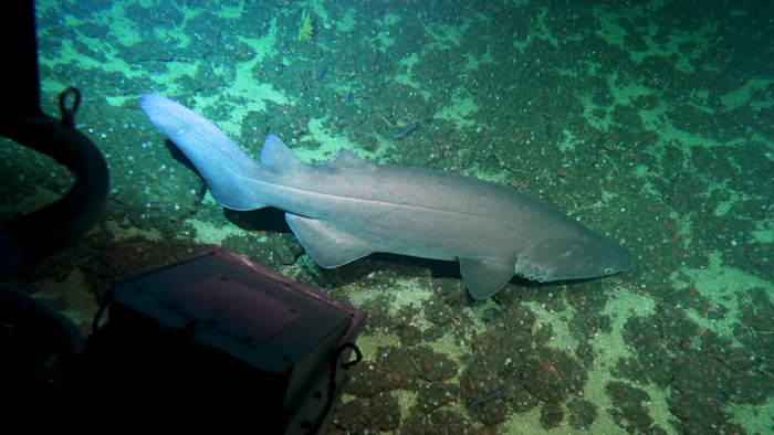 Una expedición a las profundidades del mar | EurekAlert!
