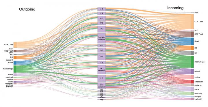 Signalling [IMAGE] | EurekAlert! Science News Releases