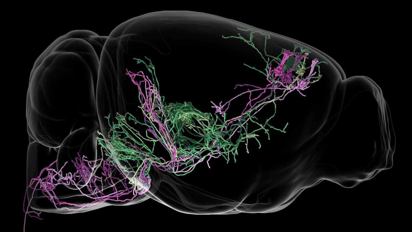 Decoding how brain circuits control behavior | EurekAlert!