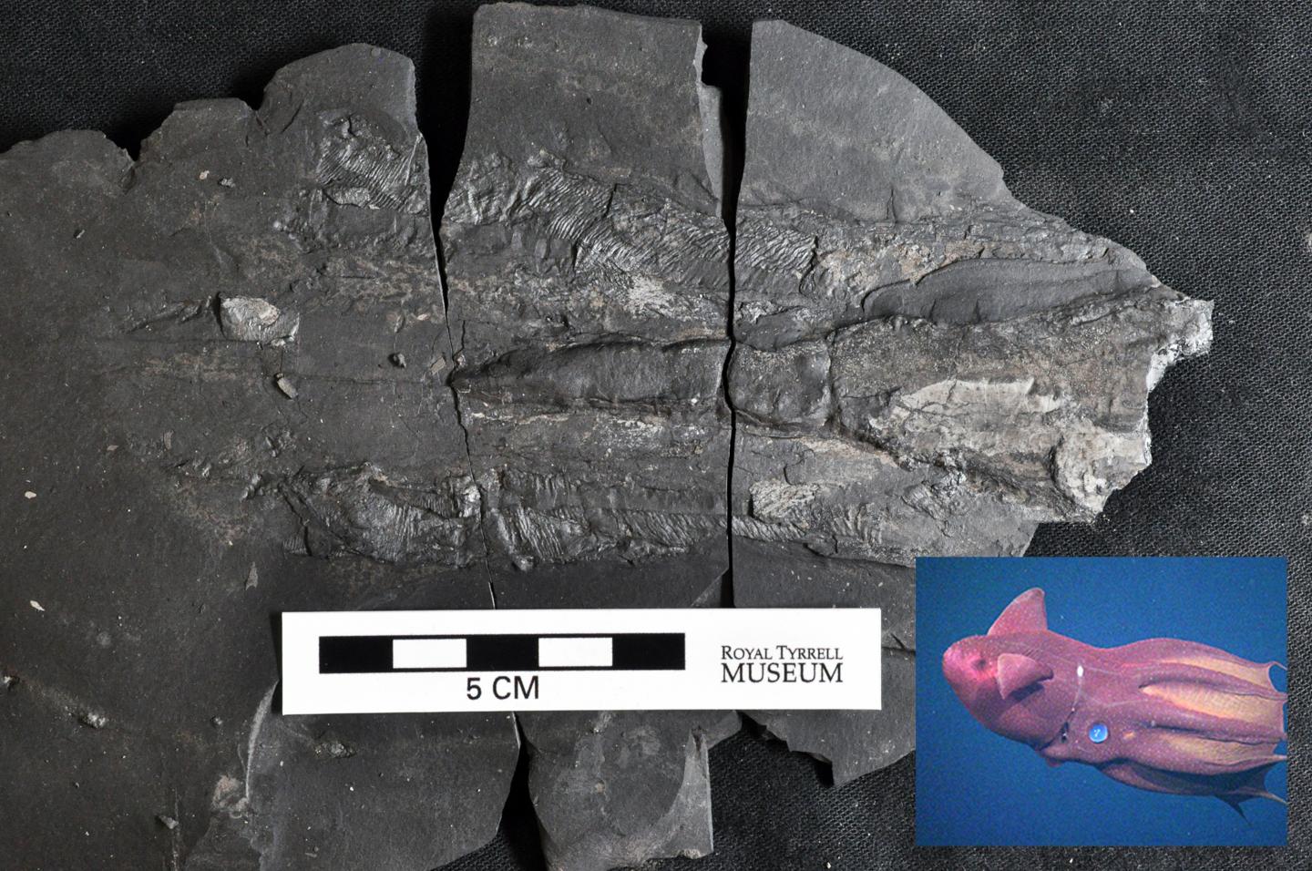 Fossilized Vampyropod [IMAGE] | EurekAlert! Science News Releases