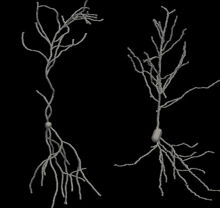 Neuron simulation [IMAGE] | EurekAlert! Science News Releases