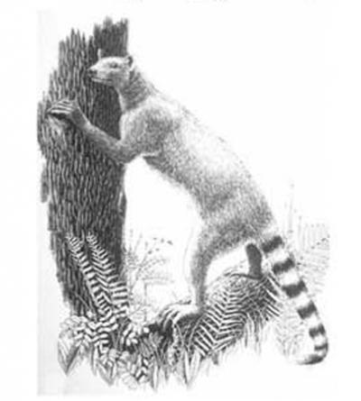 Early Carnivore [IMAGE] | EurekAlert! Science News Releases