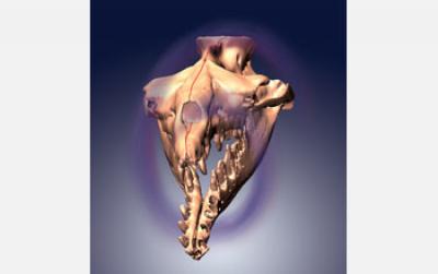 3-D Model of Asymmetrical Skul [IMAGE] | EurekAlert! Science News Releases