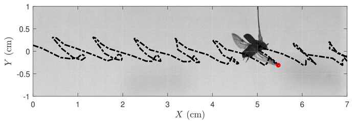 Path traced by the tip of the [IMAGE] | EurekAlert! Science News Releases
