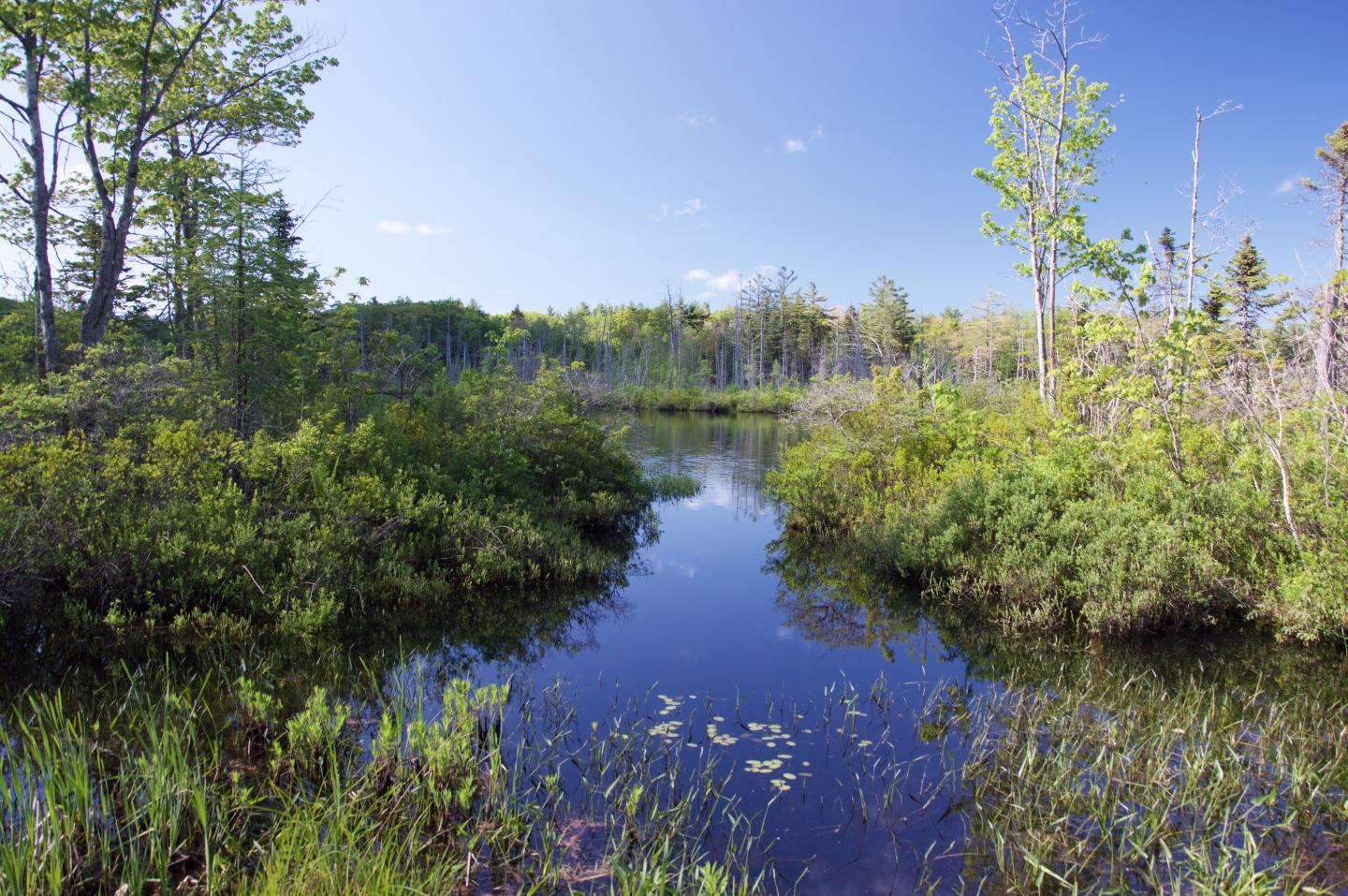 Little Pond [IMAGE] | EurekAlert! Science News Releases
