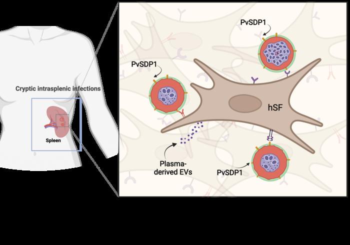 Graphical abstract [IMAGE] | EurekAlert! Science News Releases