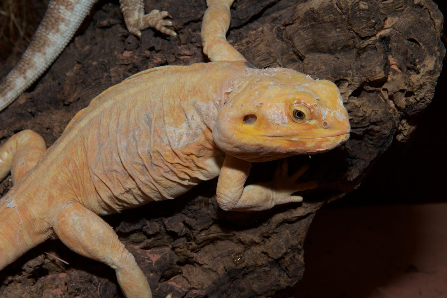 Reptile Scales, Bird Feathers, Mammal Hairs E | EurekAlert!