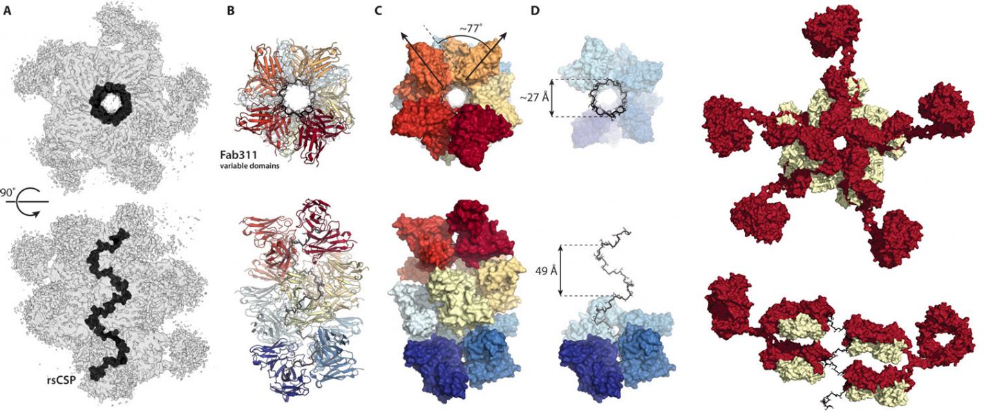 Scientists capture images of antibodies worki | EurekAlert!