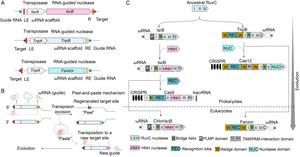 CRISPR beyond: Harnessing compact RNA-guided | EurekAlert!