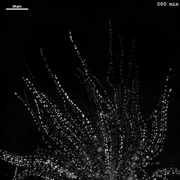 RNAs help molecules come together in liquid-l | EurekAlert!