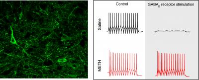 GABA Inhibitory Neuron [IMAGE] | EurekAlert! Science News Releases