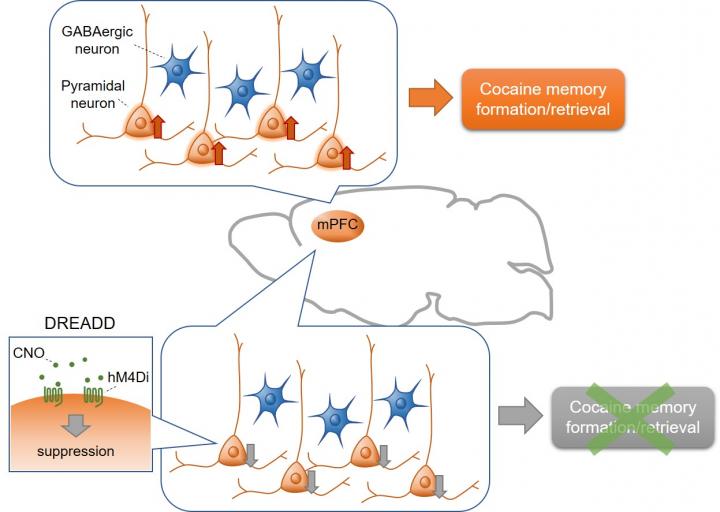 Cell-type specific mechanism for formation an | EurekAlert!