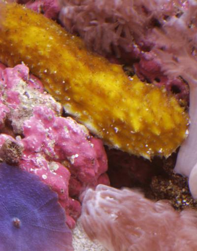 Sea-Cucumber Skin Inspires New Material (2 of | EurekAlert!
