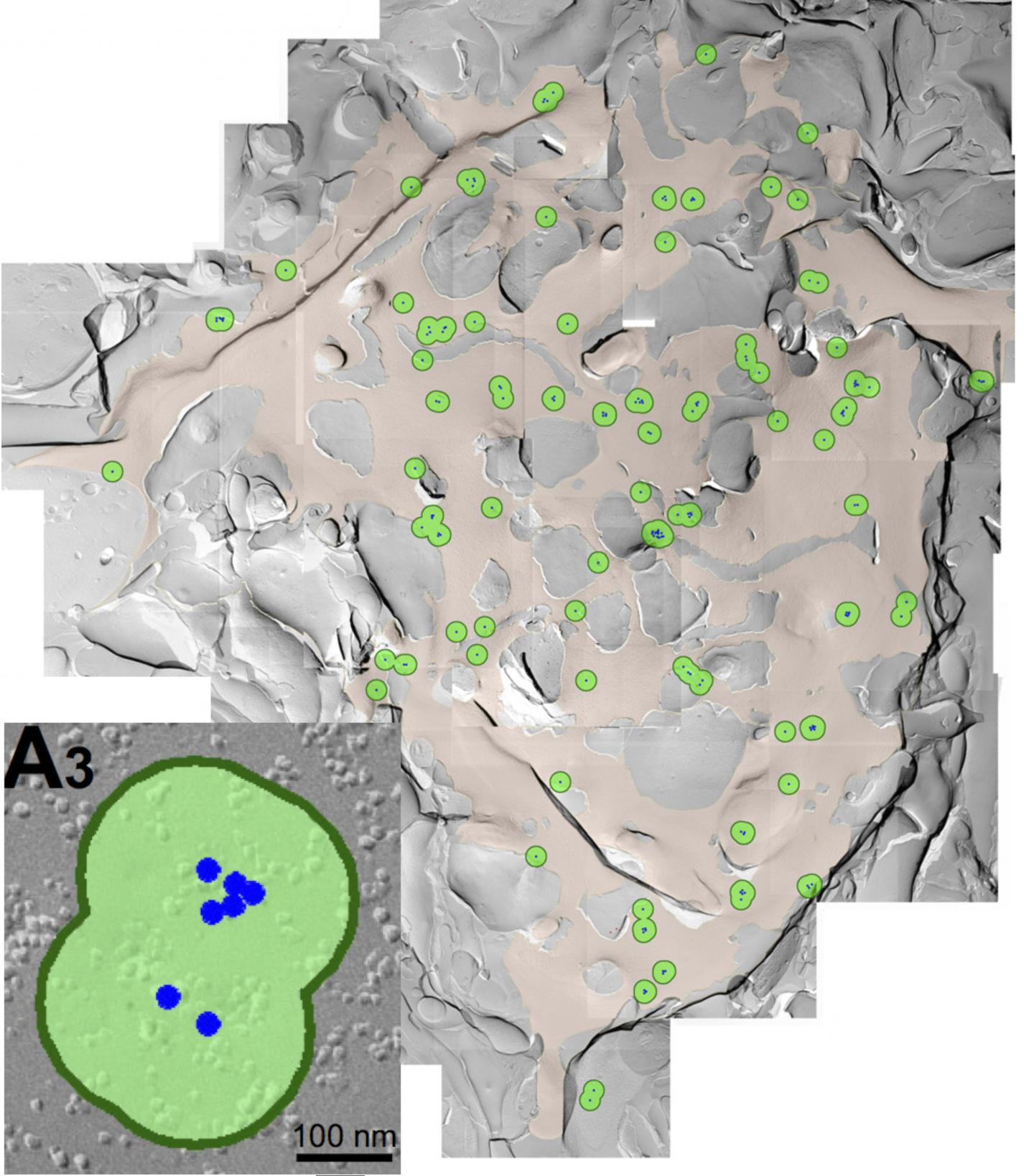 Calcium Channel Clusters on Pr [IMAGE] | EurekAlert! Science News Releases