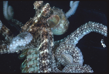 Octopus Motion [IMAGE] | EurekAlert! Science News Releases